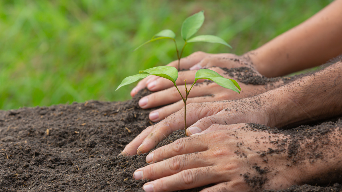 Jornada de reforestación en Facatativá